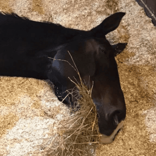 Aubiose Hemp Horse Bedding | Pallet(s) | Shipping Included - Hemp ...